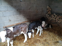 Govedarstvo | prodaja goveda - Njuškalo