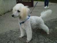 Pudle mini oglasi | Mini pudla prodaja - Njuskalo.hr