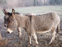 Magarci, mazge i mule | prodaja magaraca, mazgi i mula - Njuškalo