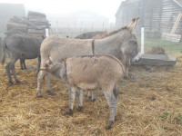 Magarci, mazge i mule | prodaja magaraca, mazgi i mula - Njuškalo