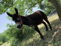 Magarci, mazge i mule | prodaja magaraca, mazgi i mula - Njuškalo