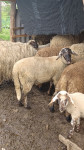 Ovčarstvo | prodaja ovaca, ovnova, janjadi - Njuškalo