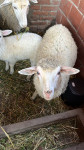 Ovčarstvo | prodaja ovaca, ovnova, janjadi - Njuškalo