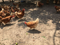 Kokoši nesilice - Njuškalo