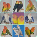 Papige | Ptice - oglasnik Njuskalo.hr