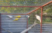 Papige | Ptice - oglasnik Njuskalo.hr