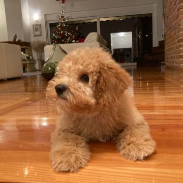 Srednji Apricot Pudl ( srednja toy pudlica )