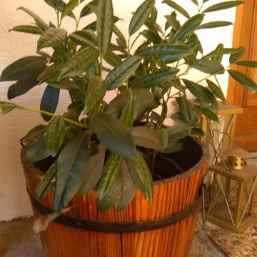 BENJAMIN BILJKA 2,1m