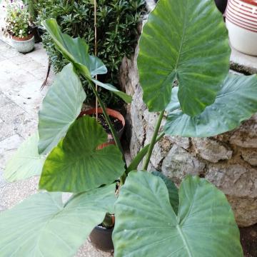 CVIJEĆE - SVEKRVIN JEZIK