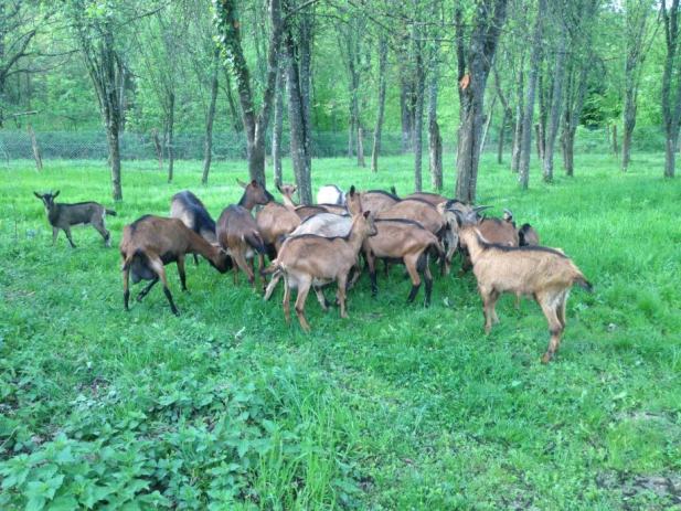 KOZE FRANCUSKA ALPINA I SANSKA KOZA