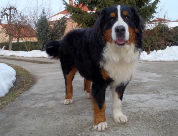 Bernski planinski pas