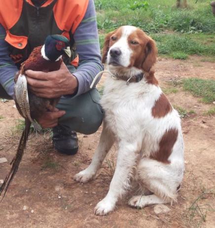 Epagneul bretton (bretonac)