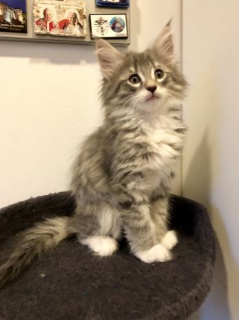 NORVEŠKA ŠUMSKA MAČKA - mačić MIDOLAS TOTO