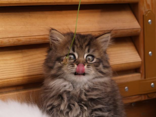 Predivne sivo tigraste perzijske mačkice i dvije bijele