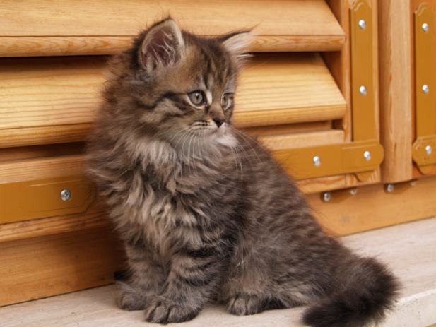 Predivne sivo tigraste perzijske mačkice i dvije bijele