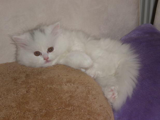 Predivne sivo tigraste perzijske mačkice i dvije bijele