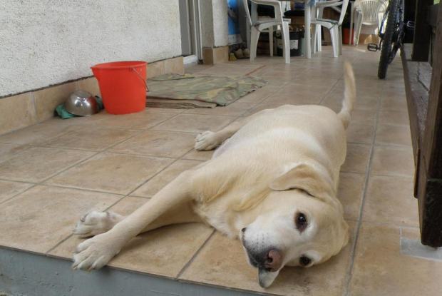 Kuća: Zagreb (Podsused), katnica 176.6 m2 bruto sa gradilištem (prodaja)