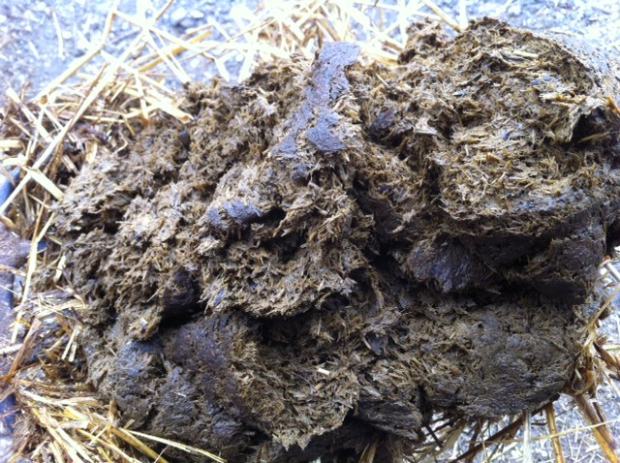 Stajski gnoj - konjski