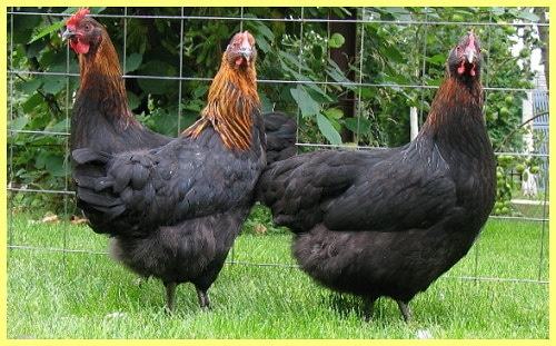 Nesilica super HARCO