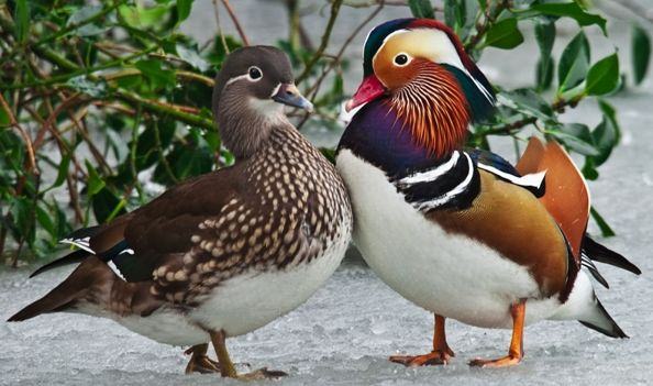 Patke MANDARINKE