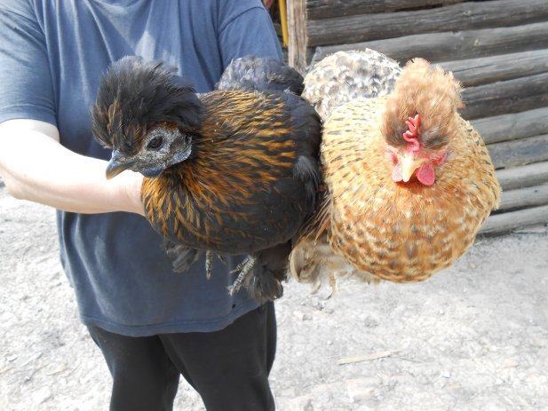 sarene ukrasne kokoske 4 para hitno