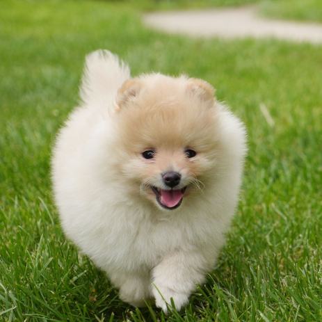 BOO pomeranac, pomeranski spic