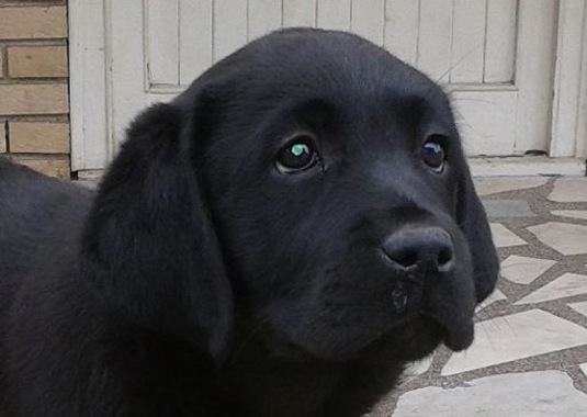 LABRADOR RETRIVER - cokoladni, crni i zuti stenci