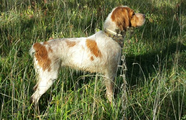 Lovački pas ptičar-Epanjel Breton