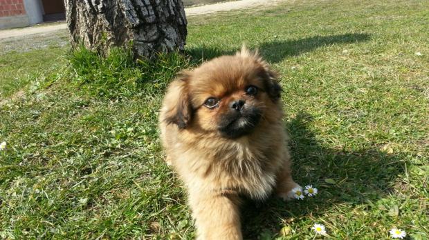 Pekinezer štenci kraljevski,stari 3 mj. 15.12.2014