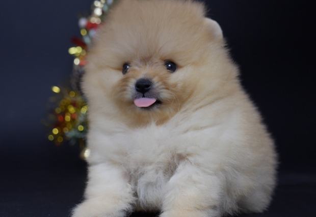 Pomeranac prvi pravi i jedini originalni na trzistu (BOO)