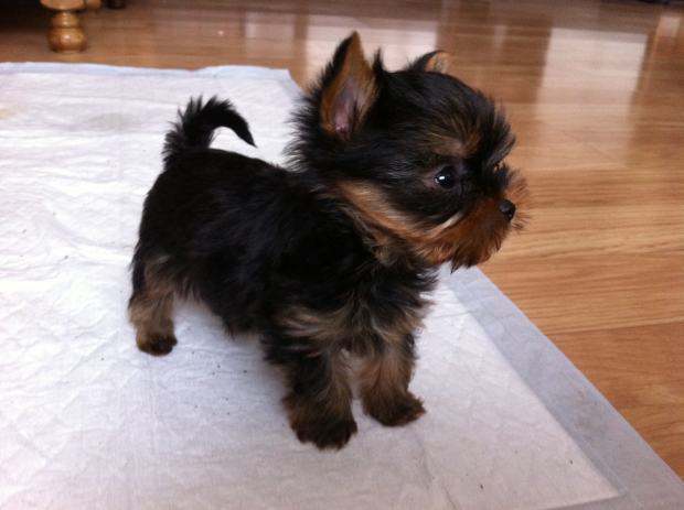 Yorkshire terrier jorki jorkširski terier mini štenci stari 2 mjeseca