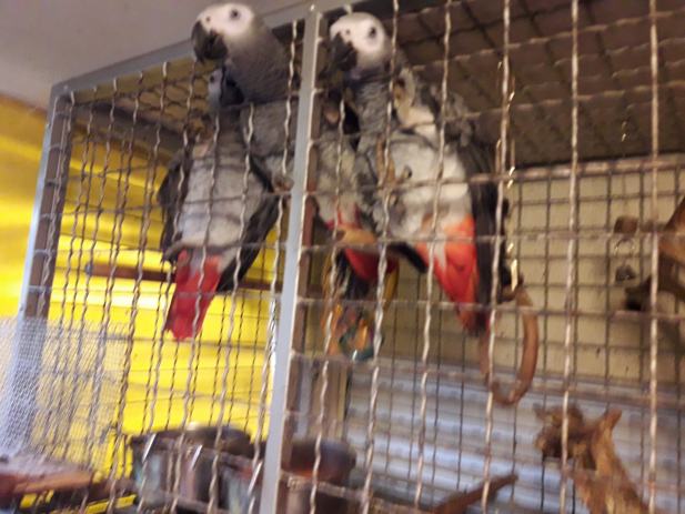 Afrički sivi papagaj (žako)