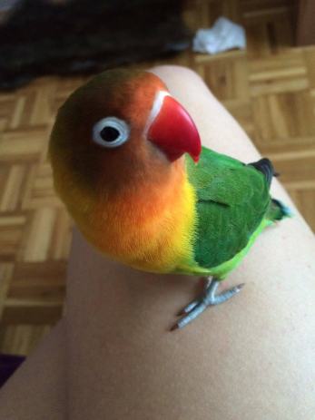 Mlada fisher papiga - ženka