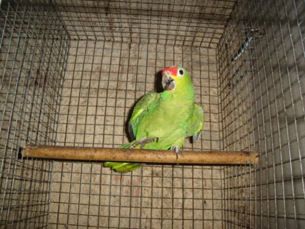 papagaji više vrsta prodajem ili mjenjam