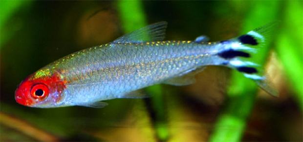 Prodajem akvarijske ribice