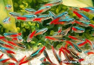 Prodajem plave neonke