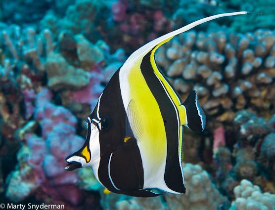 Ribe za morski akvarij