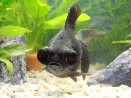 Teleskop - Japanka AKCIJA - 5 kom = 50 kn