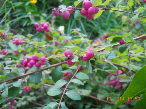 BISERAK, lat SYMPHORICARPUS RACEMOSUS, sadnica