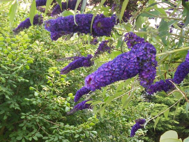 Budleja daviddi – ljetni jorgovan, sadnica, tamno ljubičasta boja