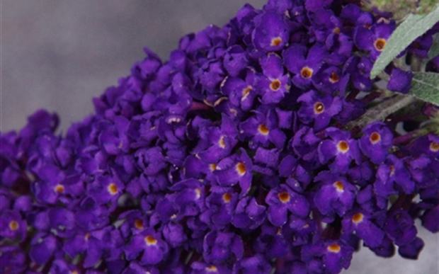 Budleja daviddi – ljetni jorgovan, sadnica, tamno ljubičasta boja