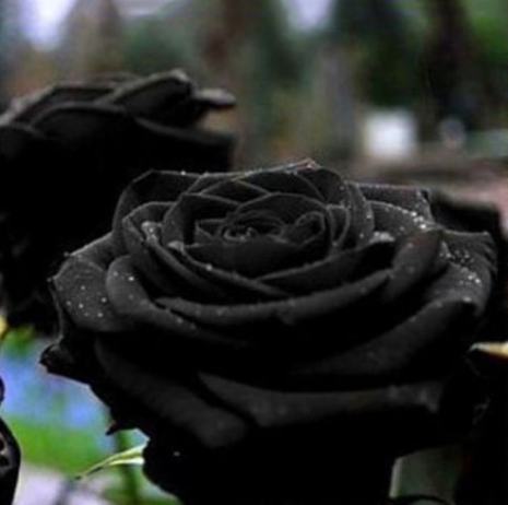 CRNE I TAJANSTVENE RUŽE-SJEME