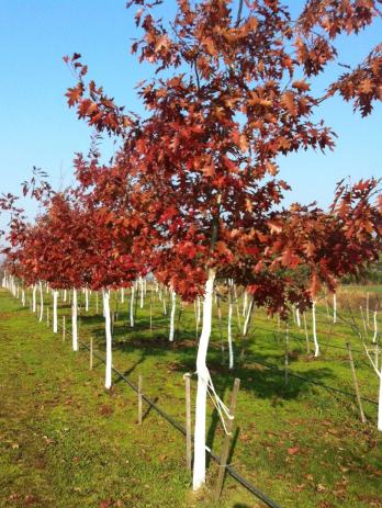 Crveni hrast (quercus rubra) sadnica