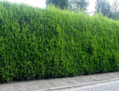 Cupressocyparis Leylandii (čempres lejlandi), brzorastuća živa ograda
