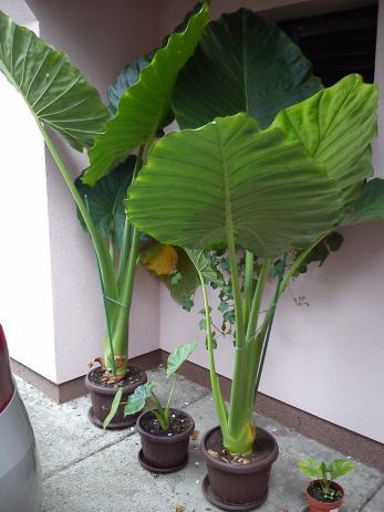 Cvijet Adam (slonovo uho)