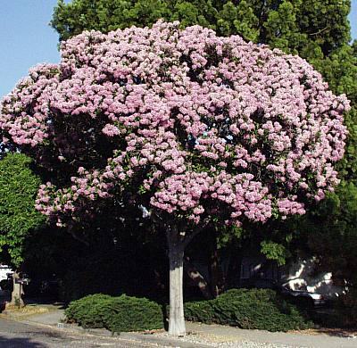 DAIS COTINIFOLIA-POMPON TREE 10 sjemenki