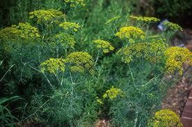 Domaći kopar 100 sjemenki..