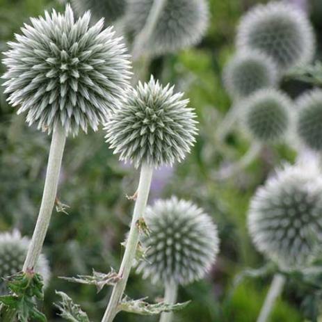 Echinops Arctic Glow / SADNICE