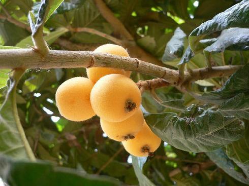 JAPANSKA MUŠMULA sjeme