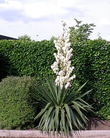 Juka veličanstvena - YUCCA GLORIOSA